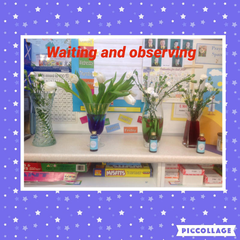 Science Week in Primary 2